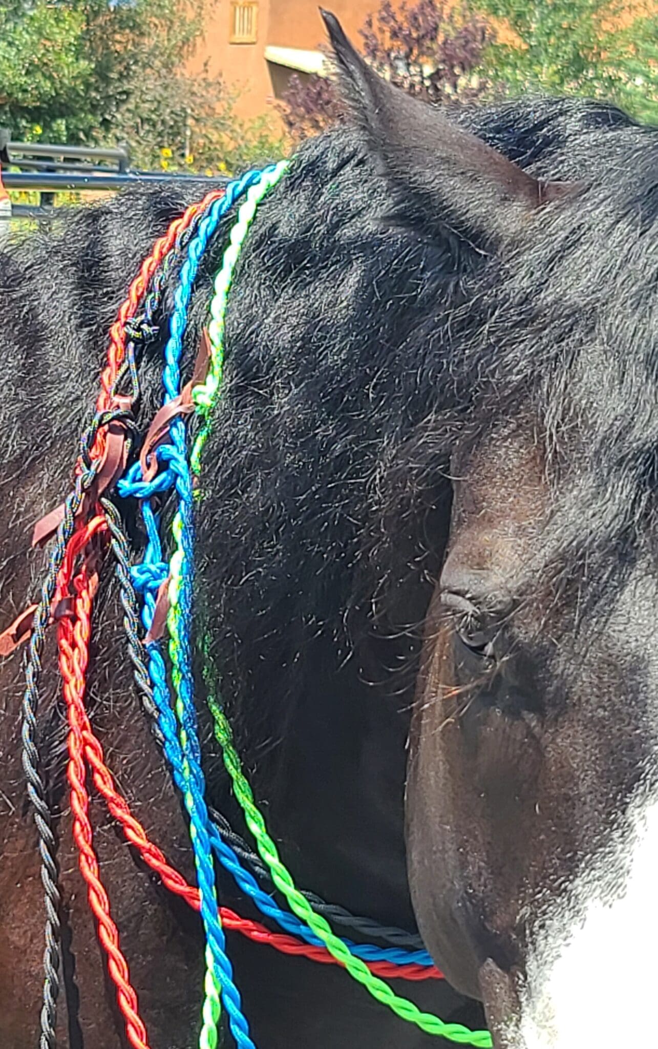 Training Tools | Julie Goodnight Shop